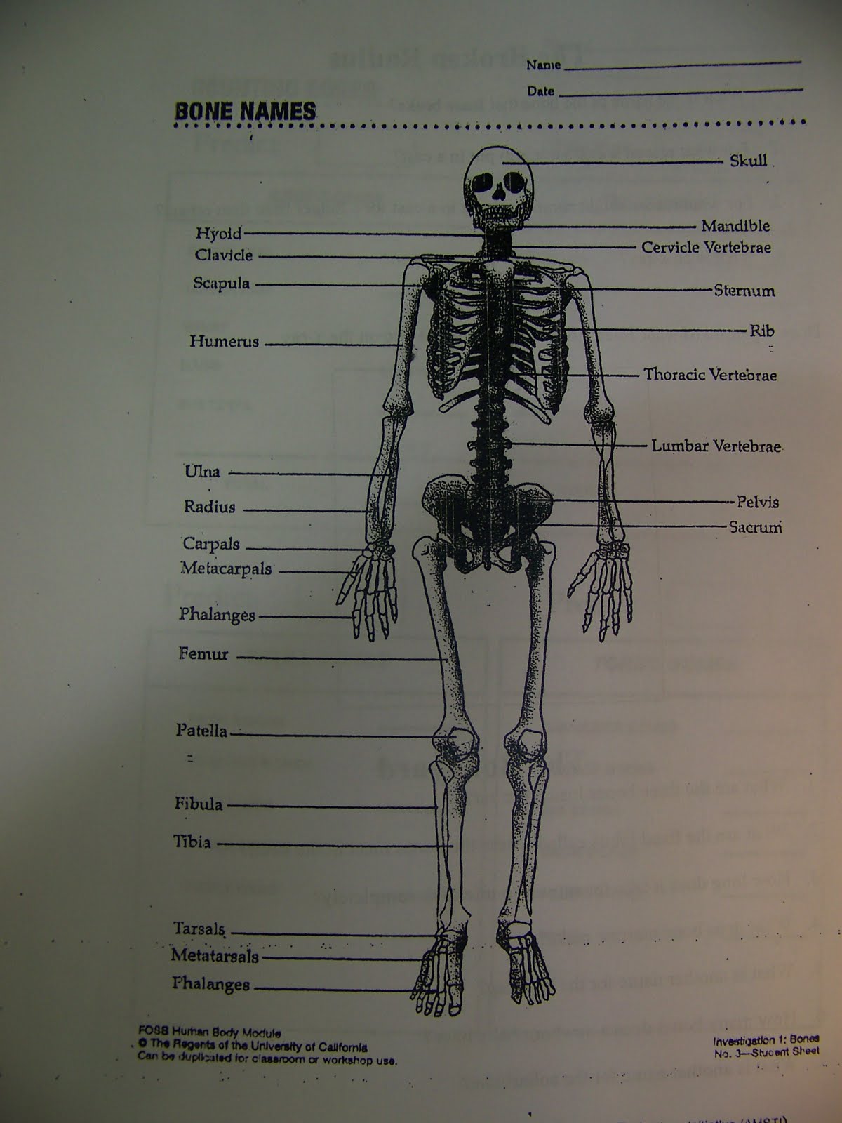 CoonDOGS: Counting Bones