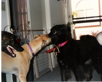 Pet Behavior Solutions: The Truth about Leadership in Dog Training