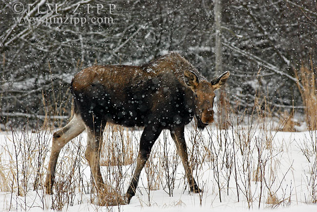 Naturally New England: Tweed Wolf, The Eastern Coyote