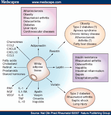 Reasonably Well: Busy Fat Cells