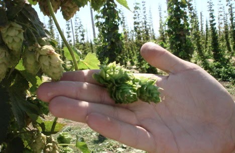 Summer Wine Brewing Co. Tasting Room SWBTap: Hops: Seasonal Variations