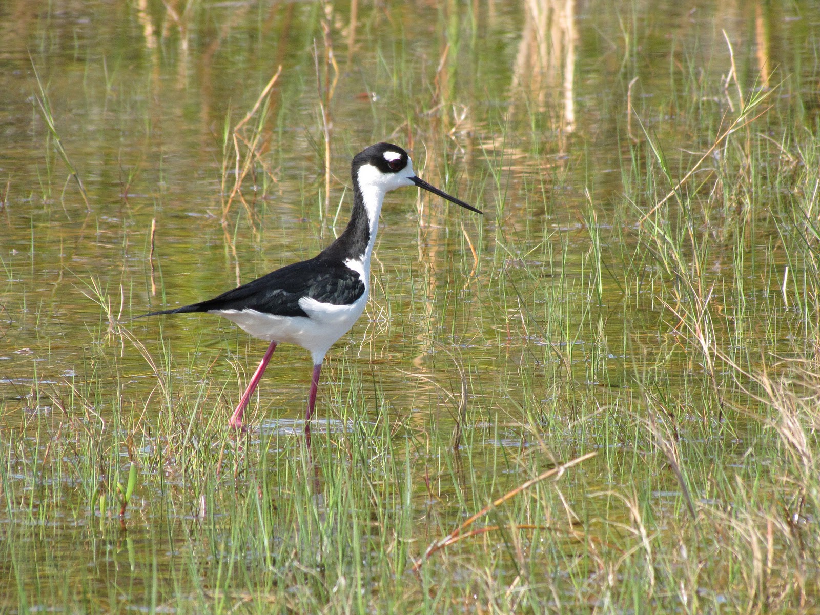 Florida photo adventures: Birds of different feathers