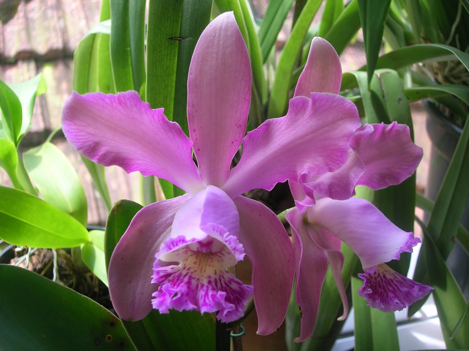ORQUIDEAS: Cattleya híbrida