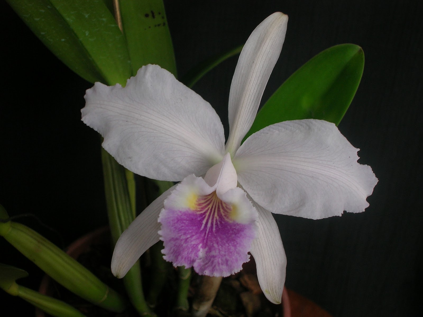 ORQUIDEAS Cattleya Lueddemanniana Var coerulea