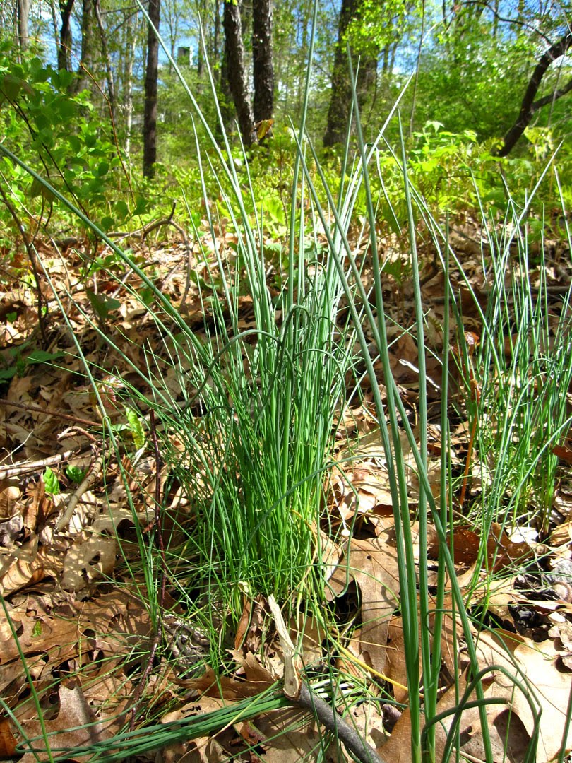 66 Square Feet (Plus): Field Garlic in Manhattan