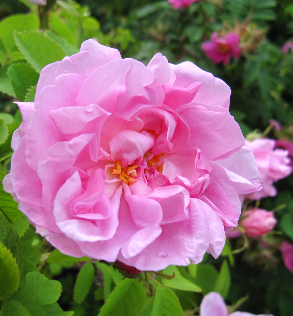 66 Square Feet (Plus): Roses