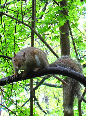 66 Square Feet (Plus): Central Park in Spring