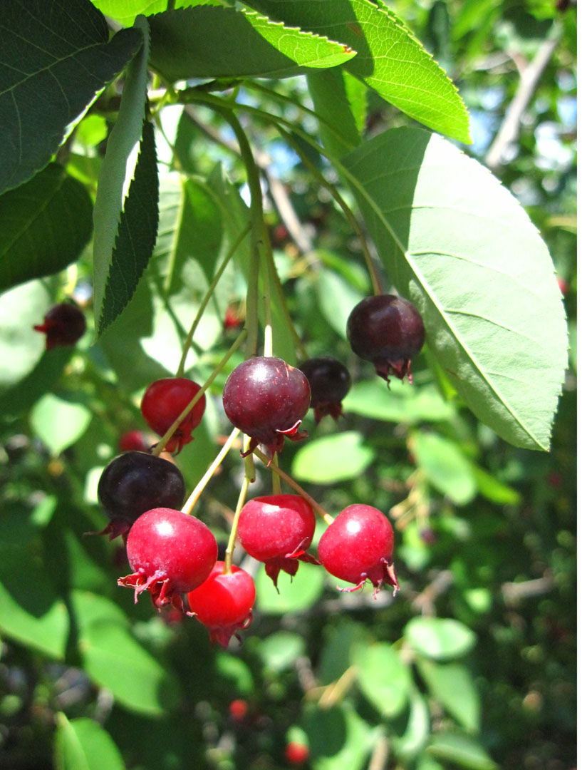 66 Square Feet (Plus): Juneberry picnic