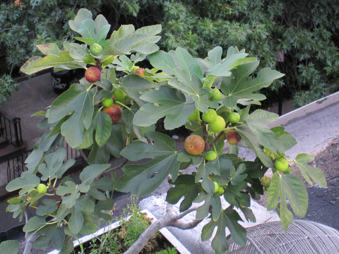 66 Square Feet (Plus): Gardening