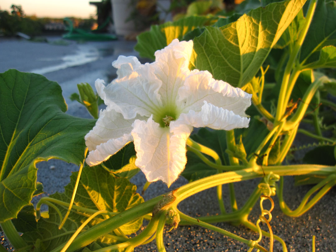 66 Square Feet (Plus): G & T