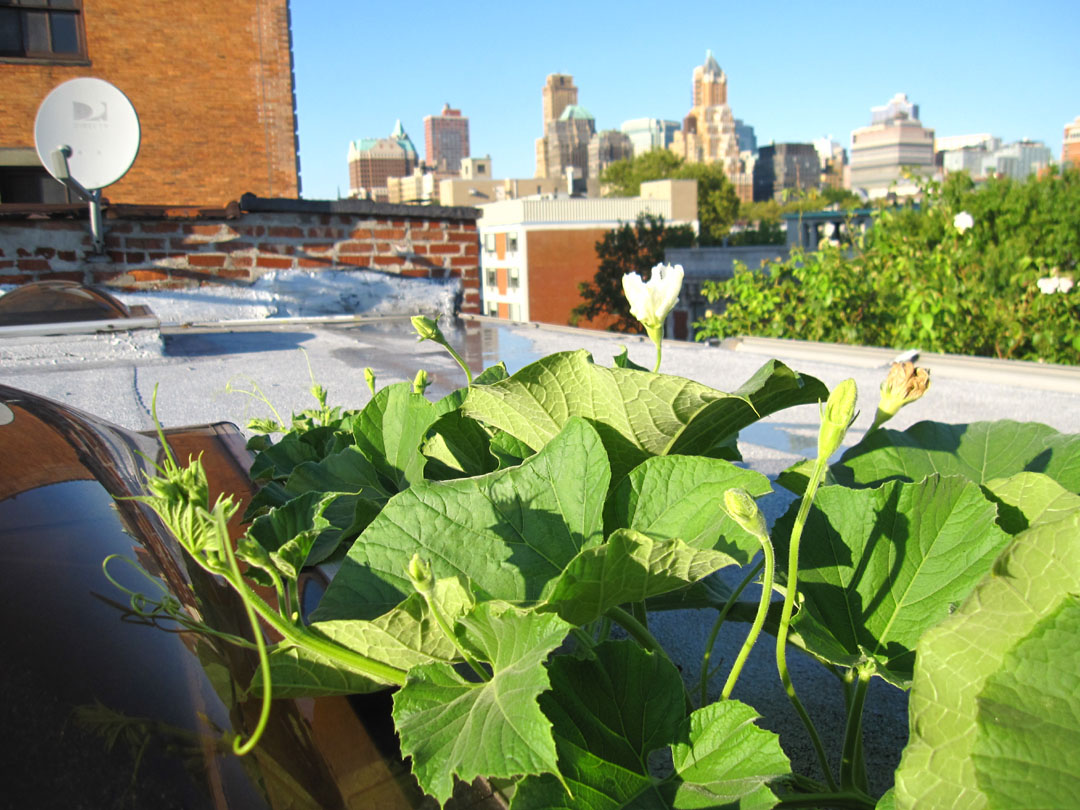 66 Square Feet (Plus): Cucuzza, clarified