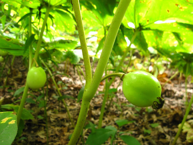 66 Square Feet (Plus): Are May apples edible?