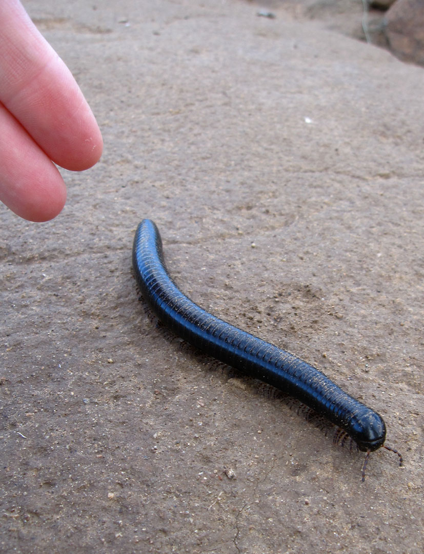 66 Square Feet (Plus): Camping at the Mountain Zebra National Park