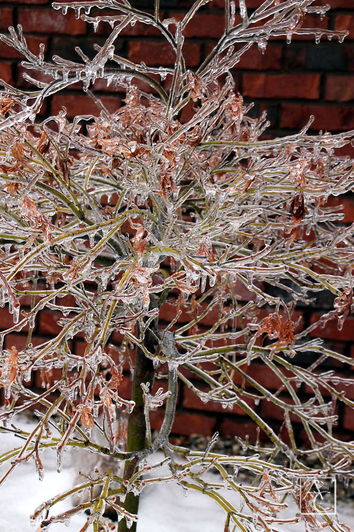 Following the Creative Path...: Kentucky Snow and Ice