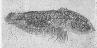 A importância da Paleontologia para a Biologia: A multicelularidade e a ...