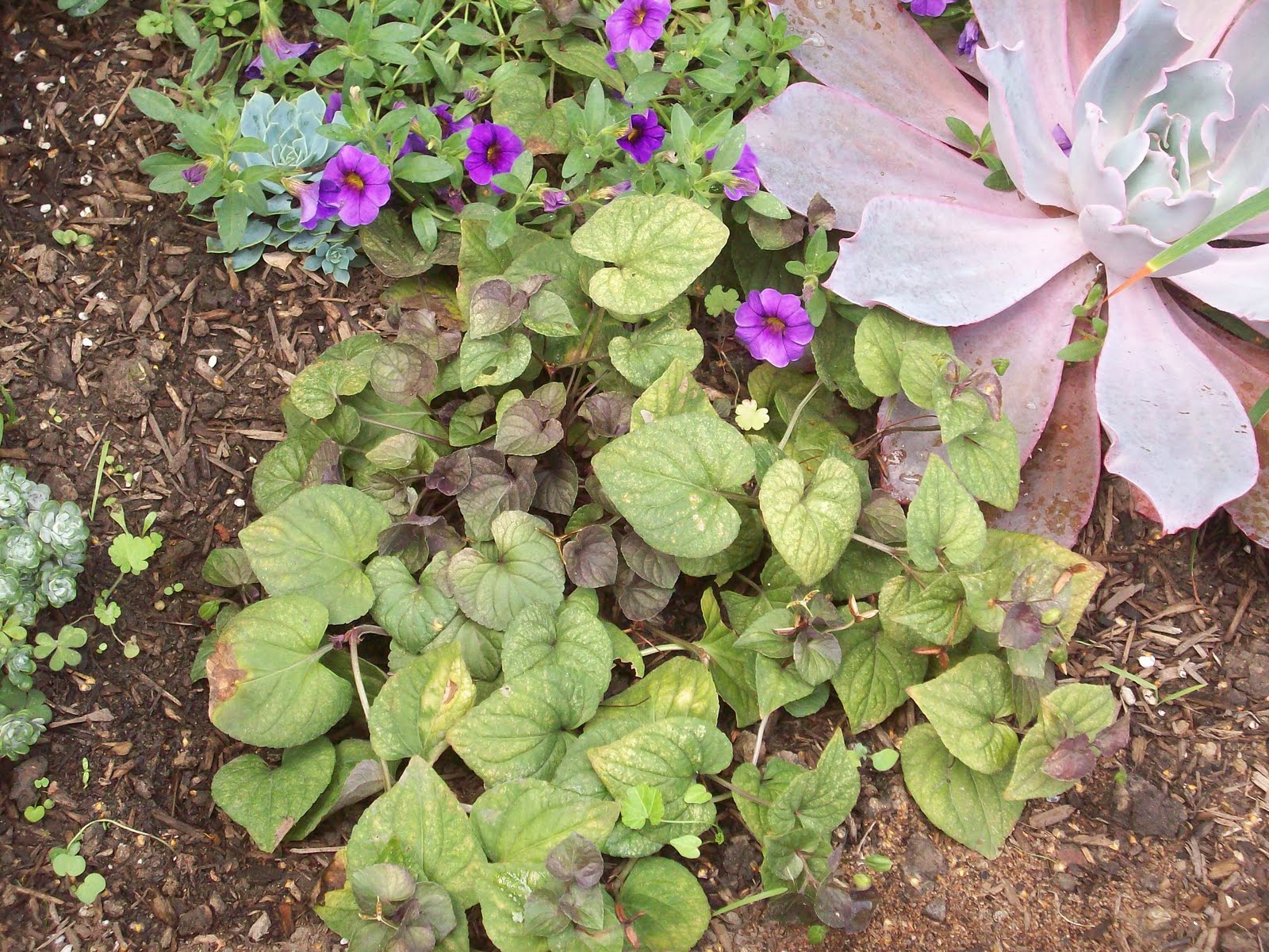 My Attempts at Gardening: Weekend #23