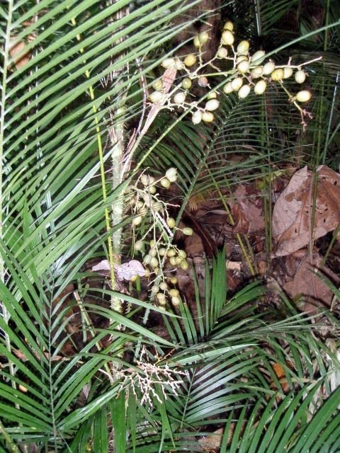 SEASON EXPLORER: Mount Bubu the 'blood sucker leech' 1657 m 14-16 Mei 2010