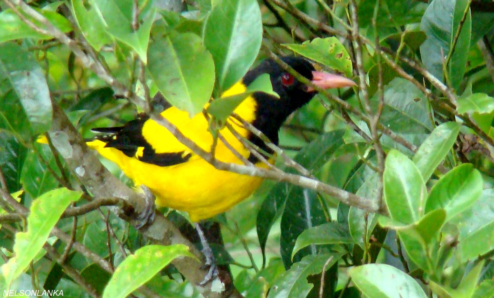 Discover-SriLanka: SRI LANKA - BIRDS