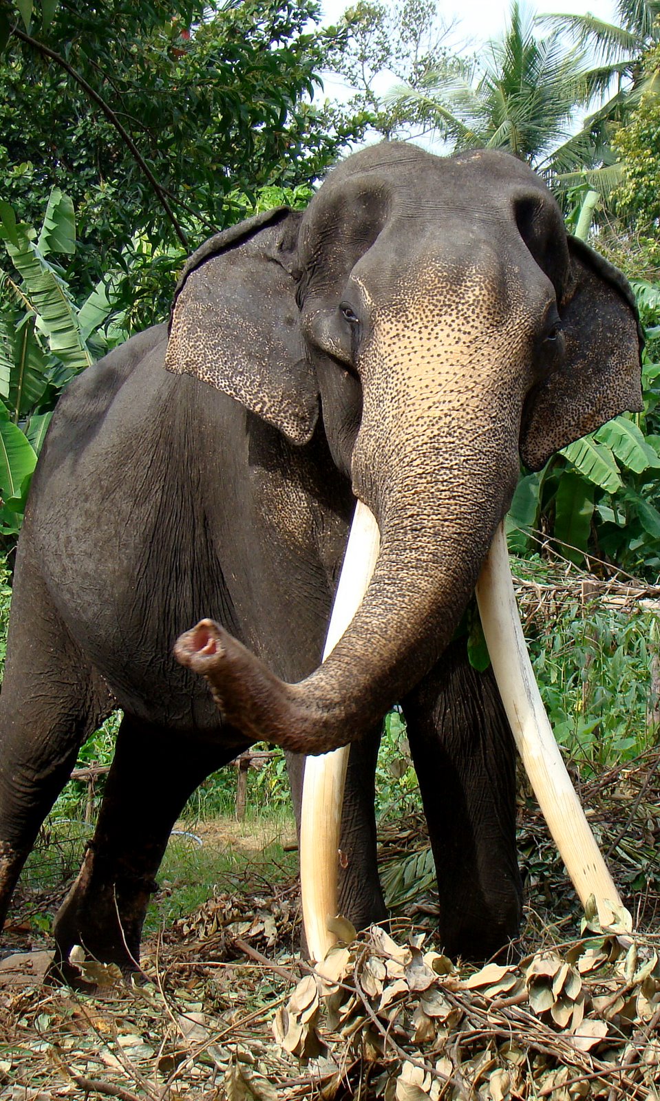 Discover-SriLanka: SRI LANKA - ELEPHANTS [ THE TUSKER ]