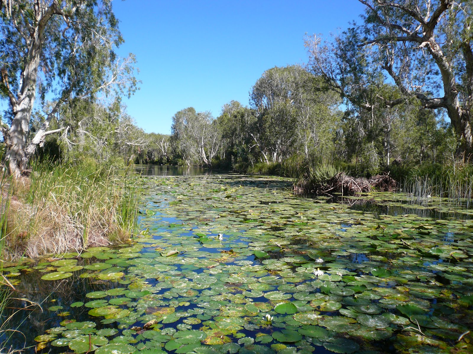 Around Australia, well almost!!: Millstream-Chichester National Park