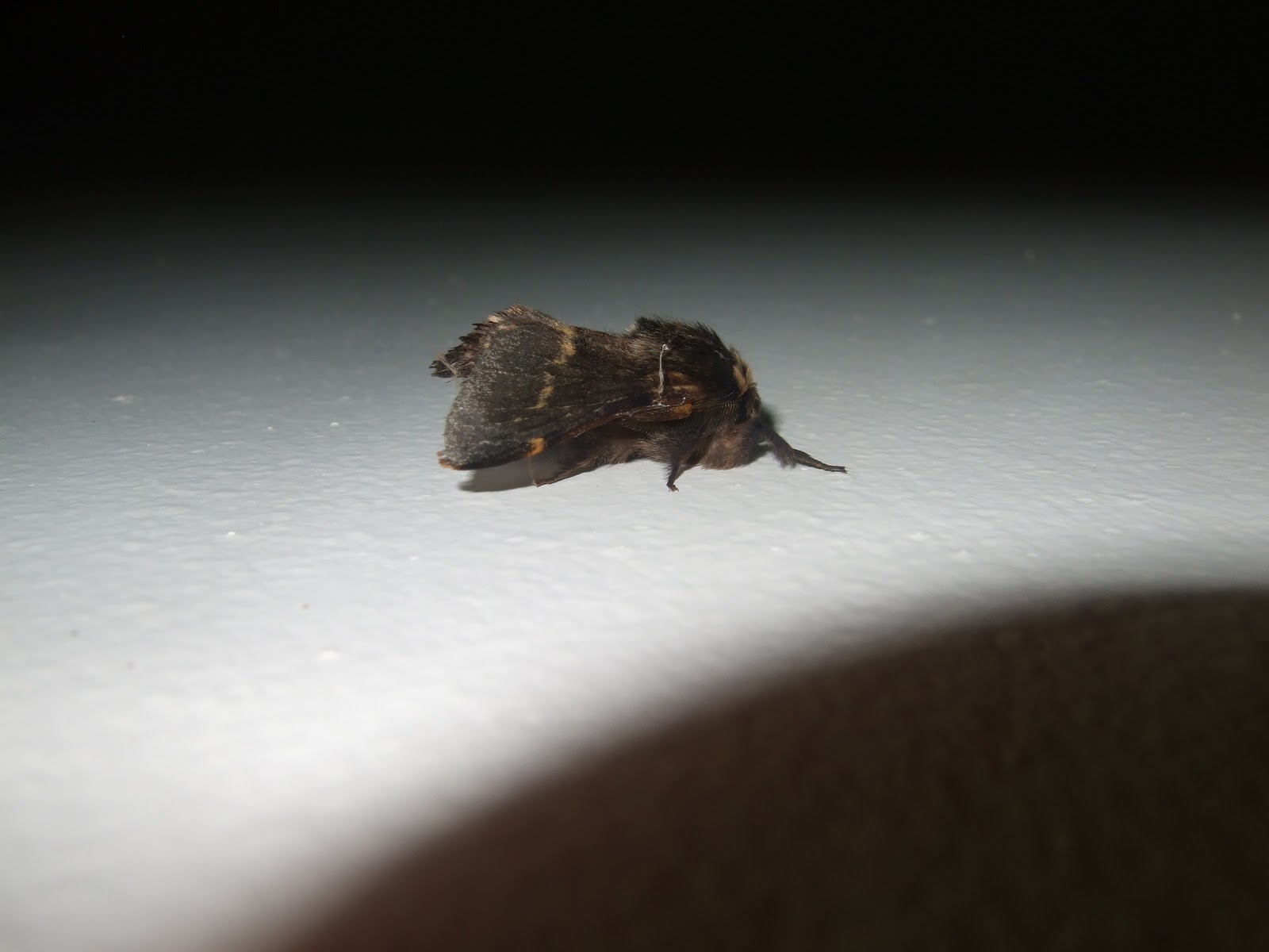 Tipperary Biodiversity: December Moth (Poecilocampa populi)