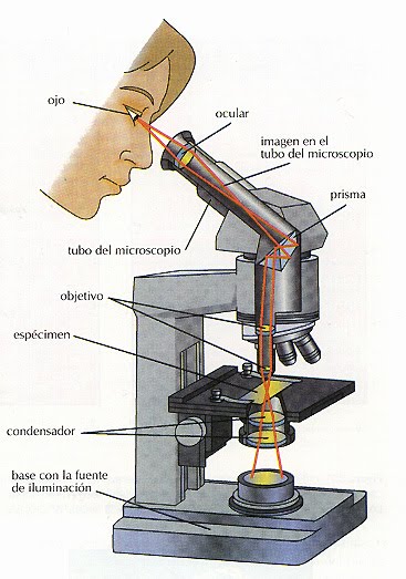 El microscopio | Laboratorio de Ciencias