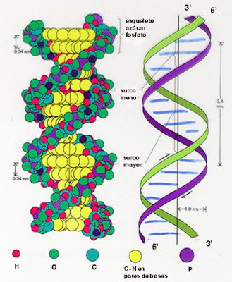 Interactive Biology by the Big Boss: Estructura del DNA