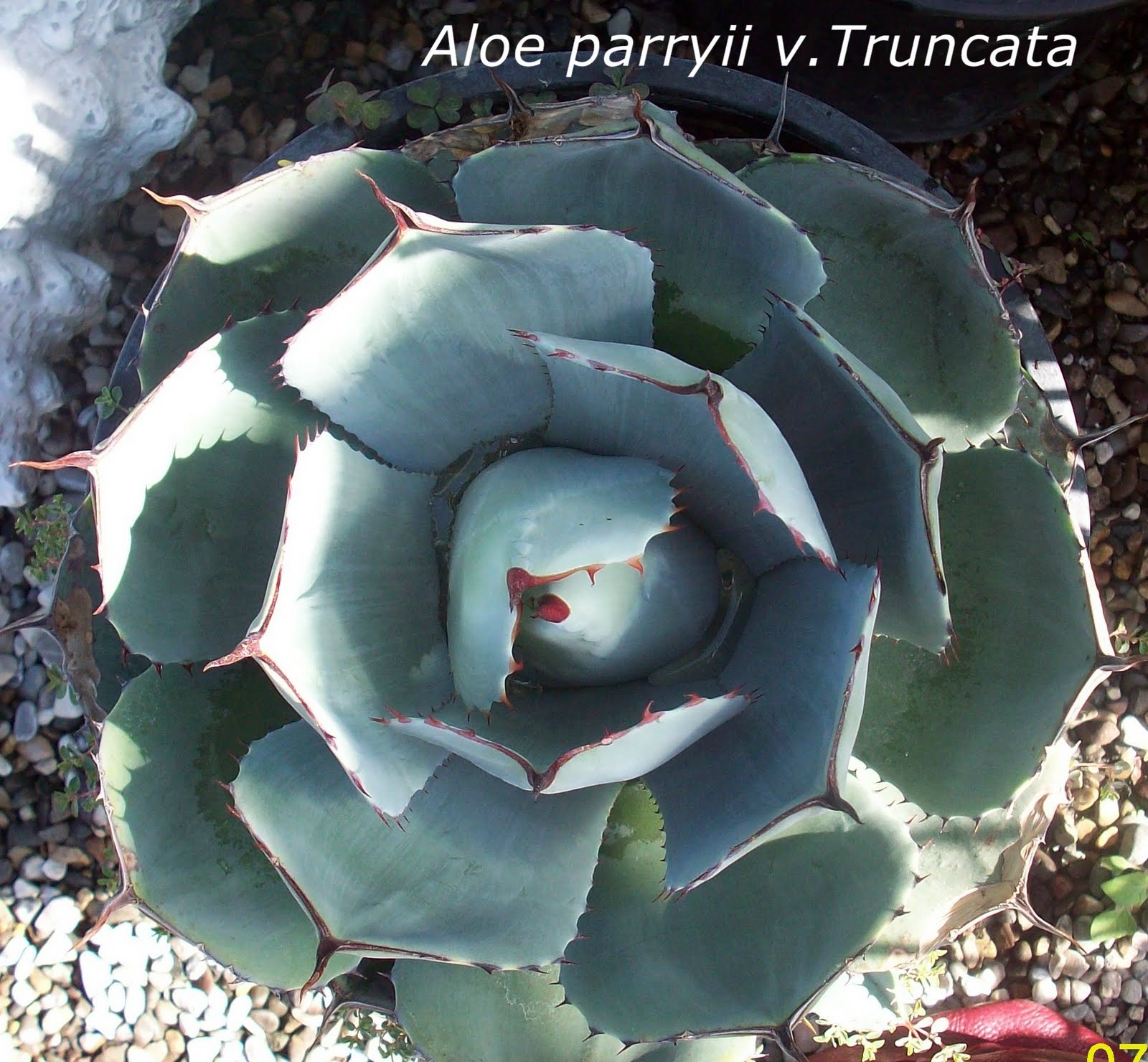 Stars SoCal Succulents and Cactus: Confederate Rose Unmasked--- at Last ...