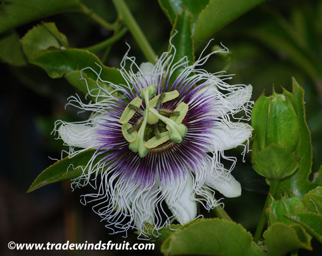 Stars SoCal Succulents and Cactus: An extraordinary garden in Ojai and ...