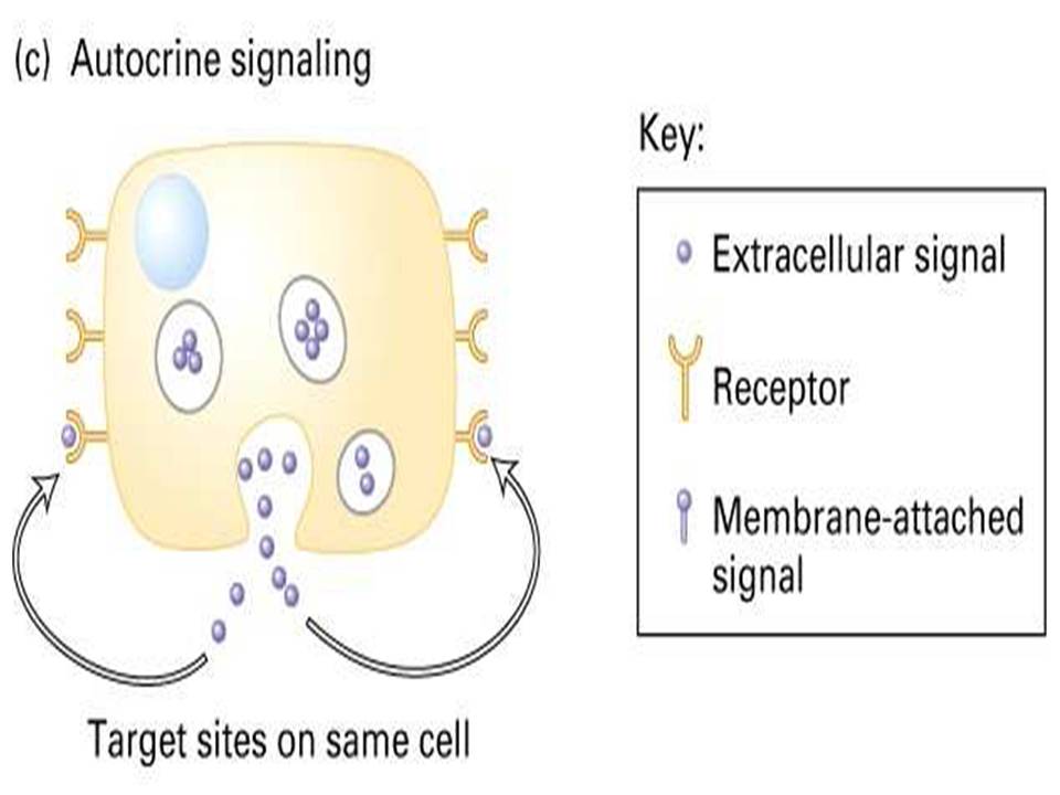 célula responde a su
