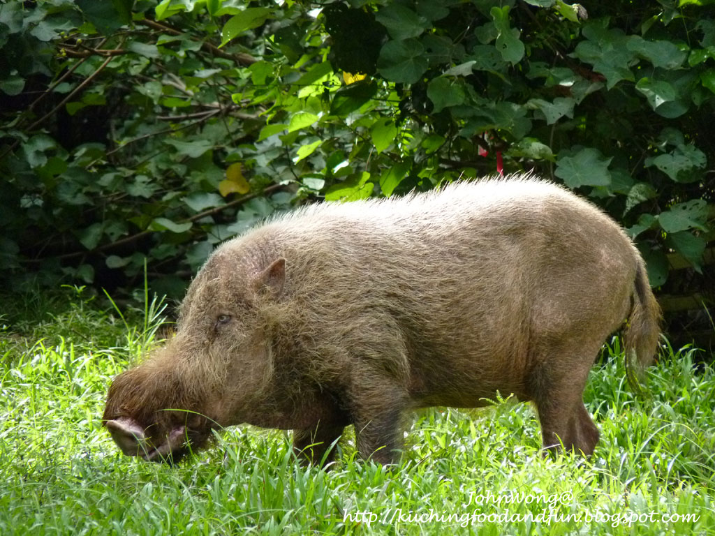 Kuching Food and Fun: Bako National Park