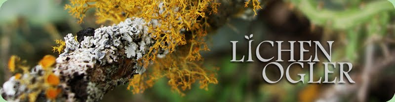 Lichen Ogler: Some serious ogling; lichens of the pacific northwest