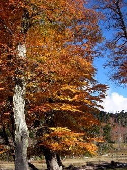 Arboles Autoctonos: LENGA