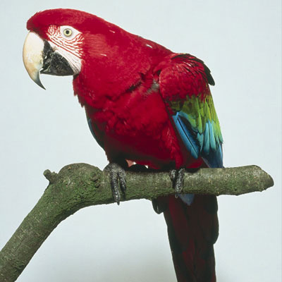 MARIGUARI: GUACAMAYO ROJO INTENSO (Ara chloroptera)