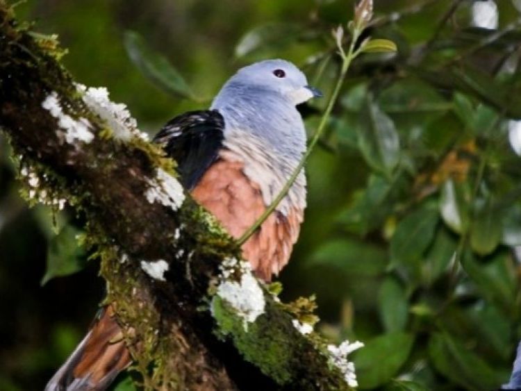 MARIGUARI: LAS PALOMAS