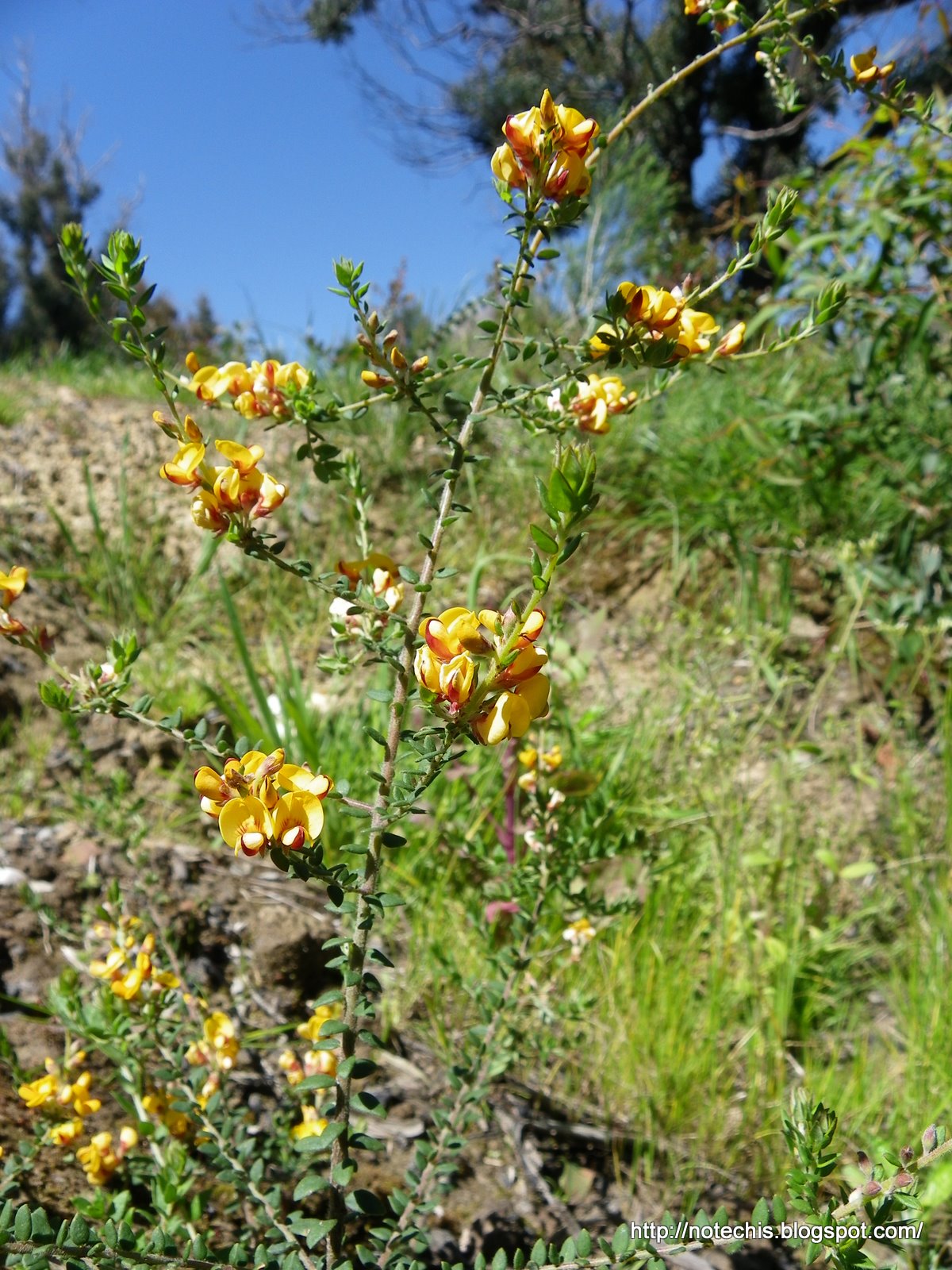 Regeneration: Golden Bush-pea