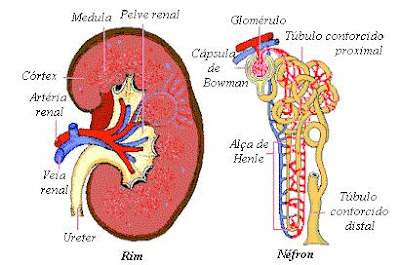 Sistema Renal - Fisiologia Humana: Rim