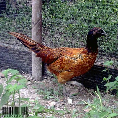 Lopeh Poultry Farm: One of a kind