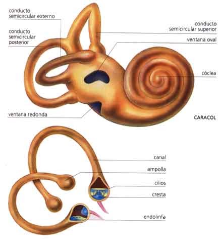 Audición y Equilibrio: Oido interno