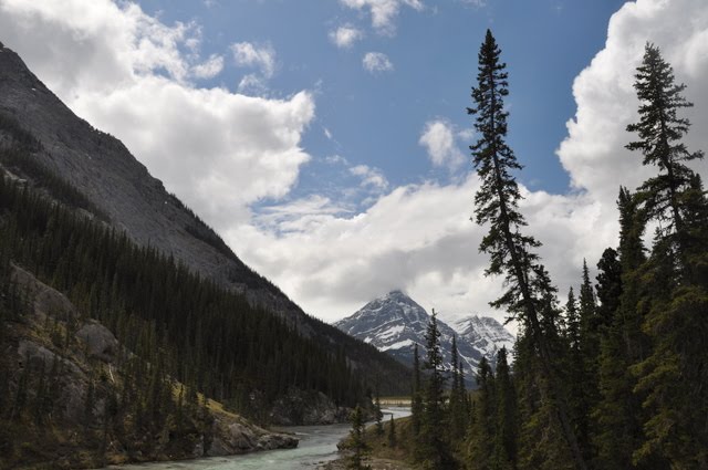 Canadian invaders: Jasper, Athabasca Pass Trail