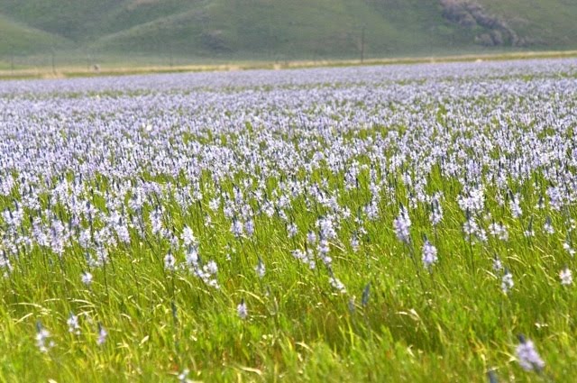 Idaho Nature Notes: Camas Bloom
