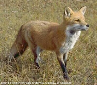 I Connect To Dreamers: A fox is the life of the party