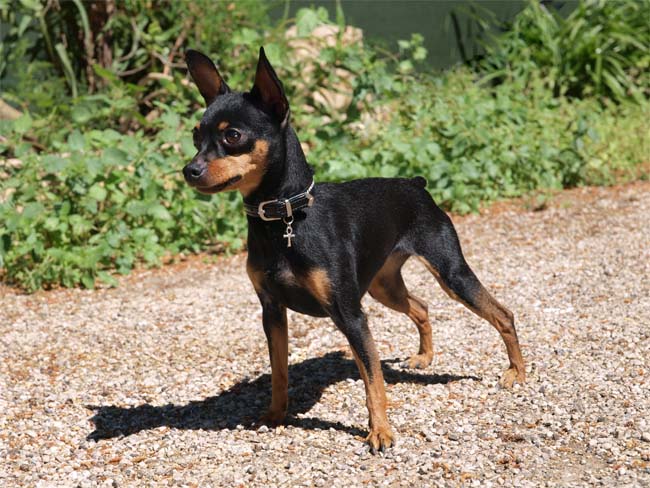Minidobi.Charlin - Amor - Mini Pinscher