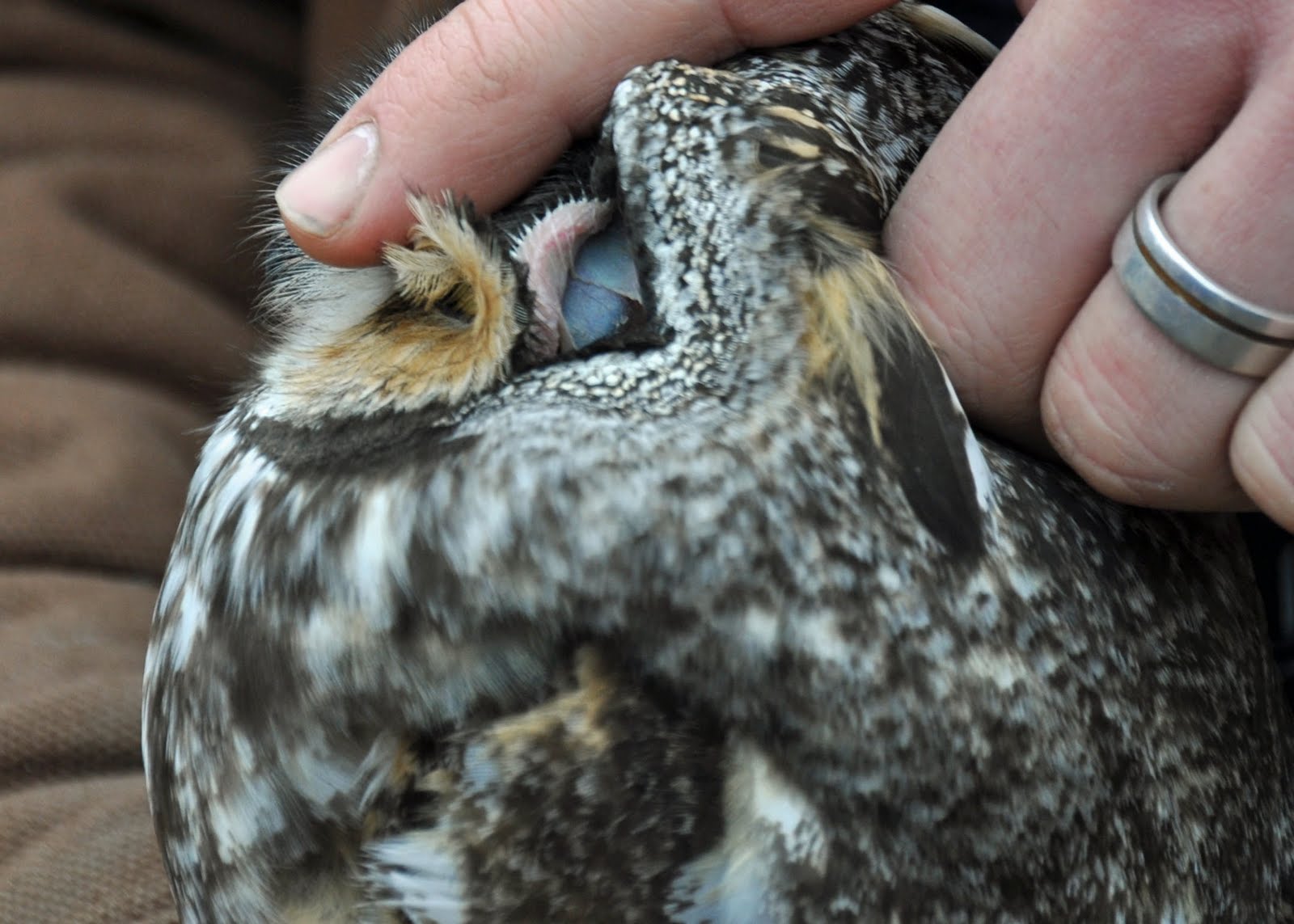Nature. Observation. Discovery. Community.: Owl Trapping with Denver Holt