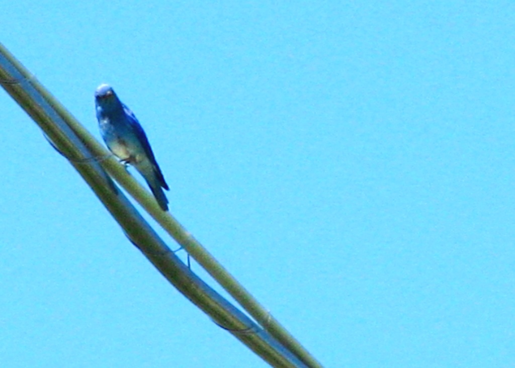 Nature. Observation. Discovery. Community.: Waterworks Wonders