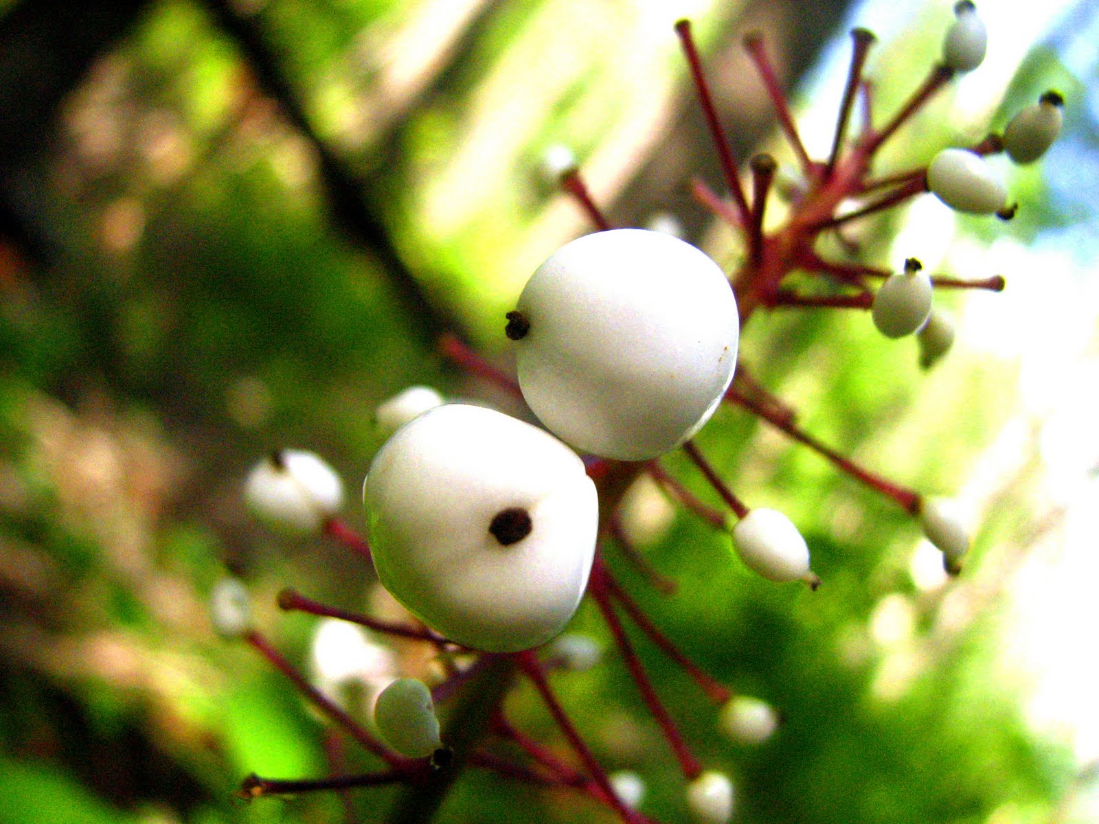 Nature. Observation. Discovery. Community.: Spotlight On...Red Baneberry