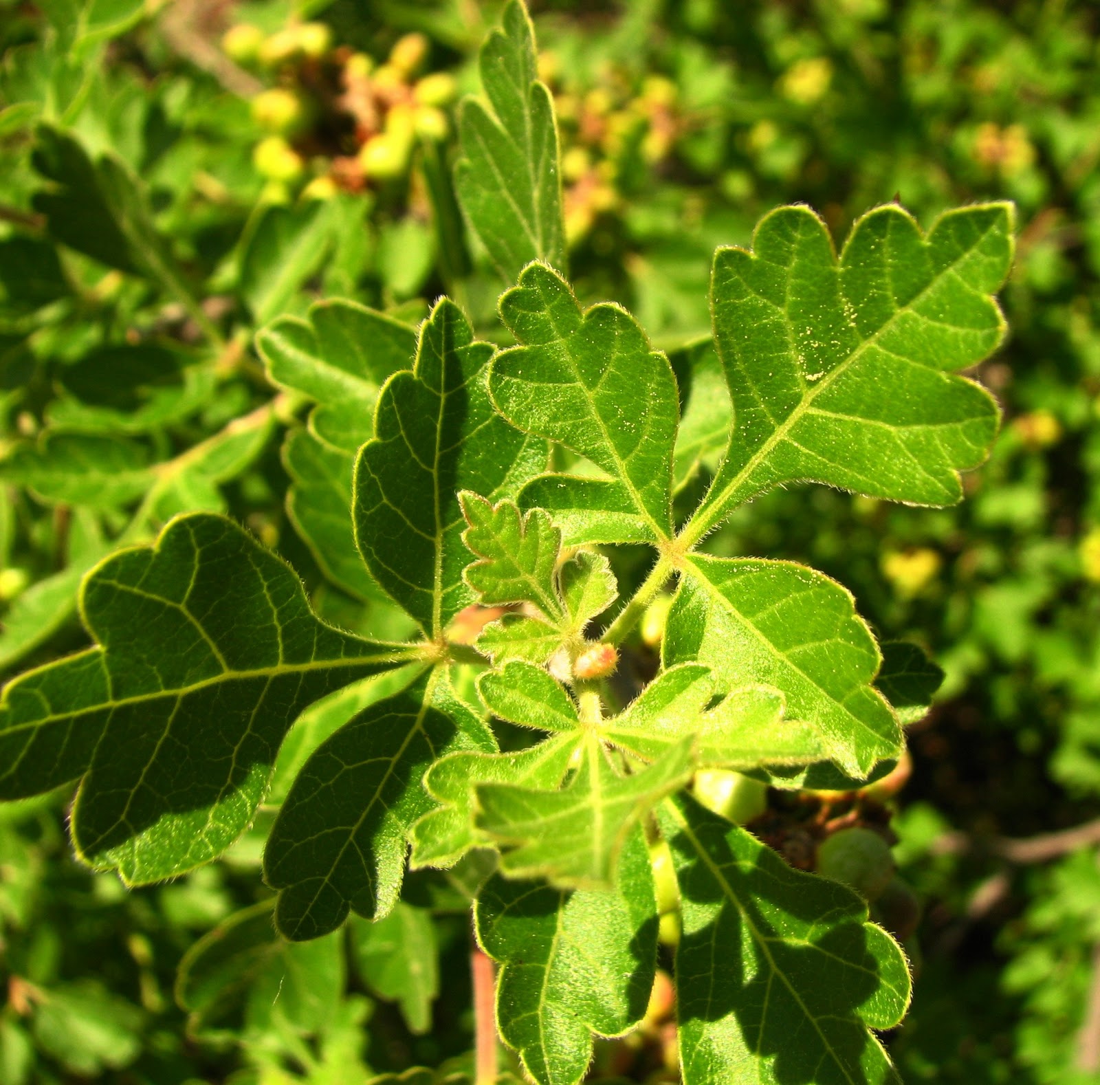 Nature. Observation. Discovery. Community.: Spotlight On...Skunkbush Sumac