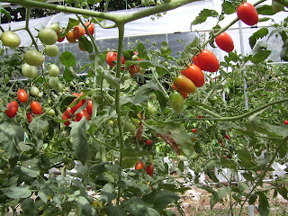 Produk2 Green Legacy Enterprise: Lawatan ke Projek Mini Fertigasi di ...