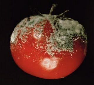 Ho Poimen Ho kalos: Os tomates...