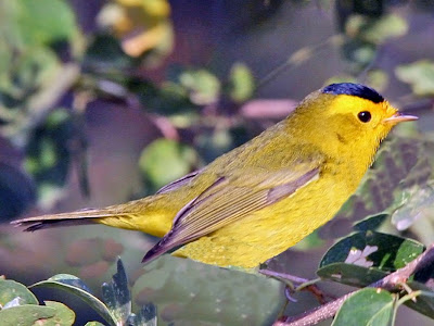 Vince Gravel's birds of mexico: March 2009